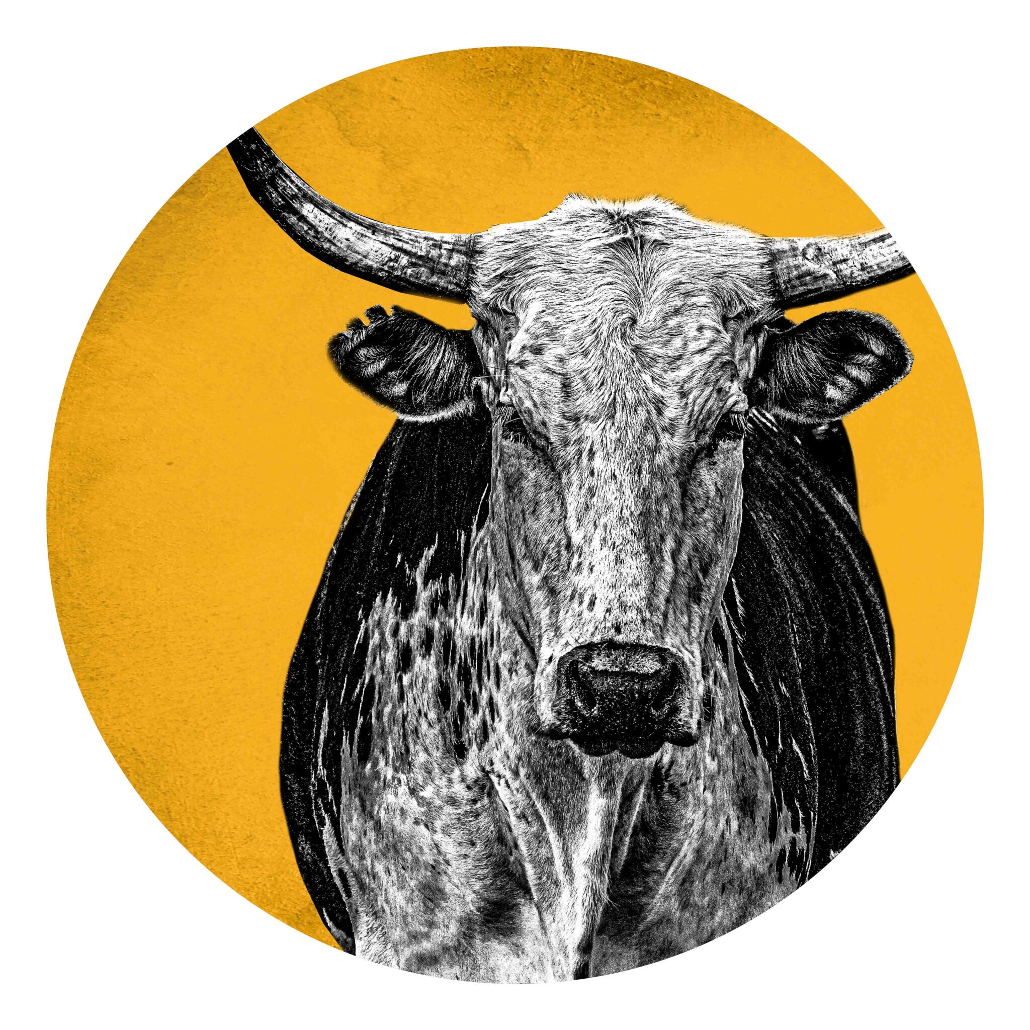 Peel & Stick Round Decals – Bull Yellow - KOKA Living